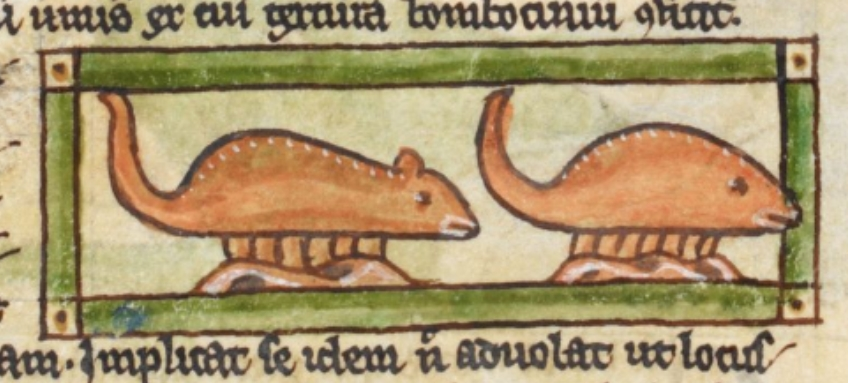 Lions, and Tigers, and Bonnacons: Zoology and Allegory in Medieval ...