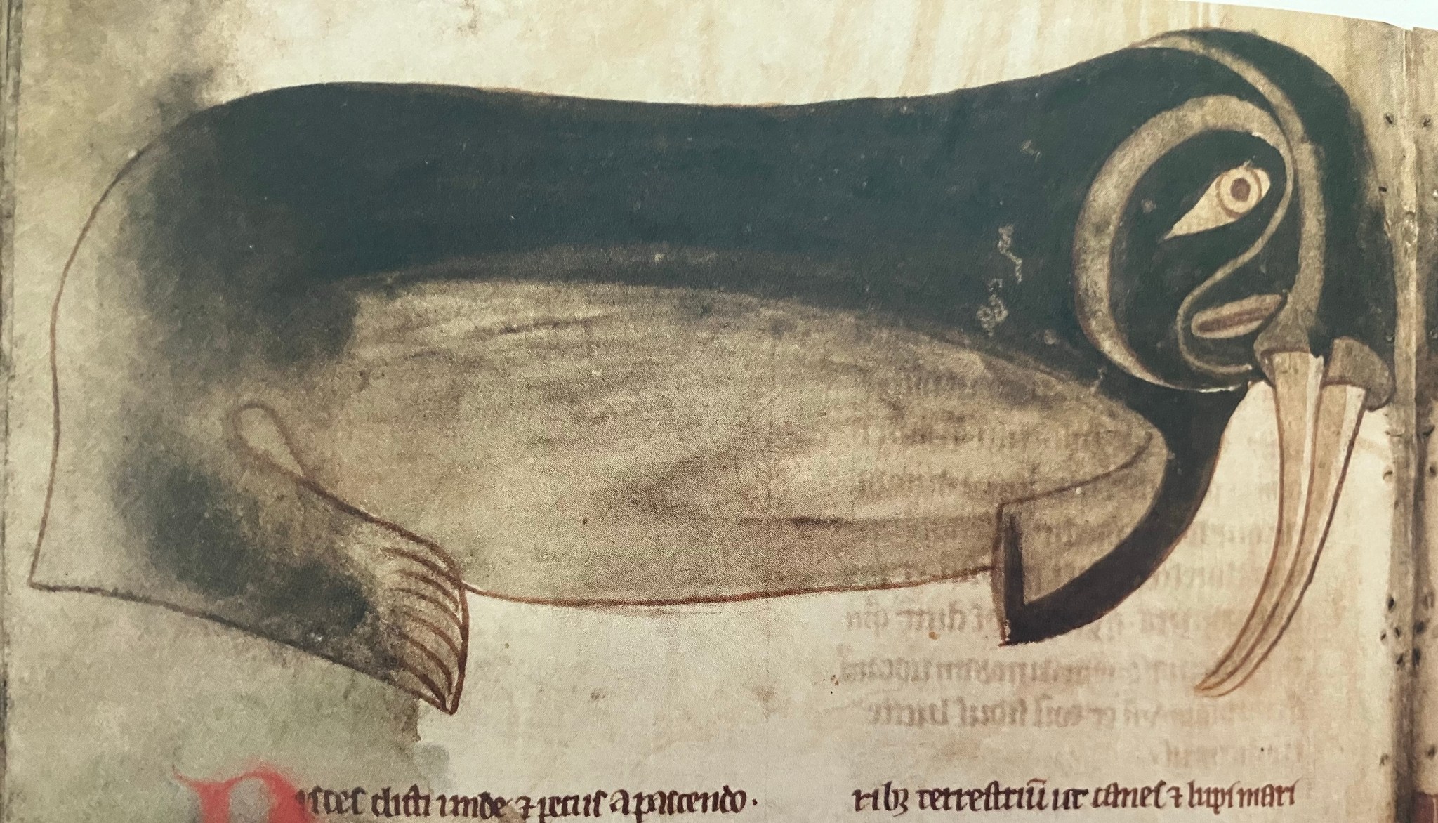 Lions, and Tigers, and Bonnacons: Zoology and Allegory in Medieval ...