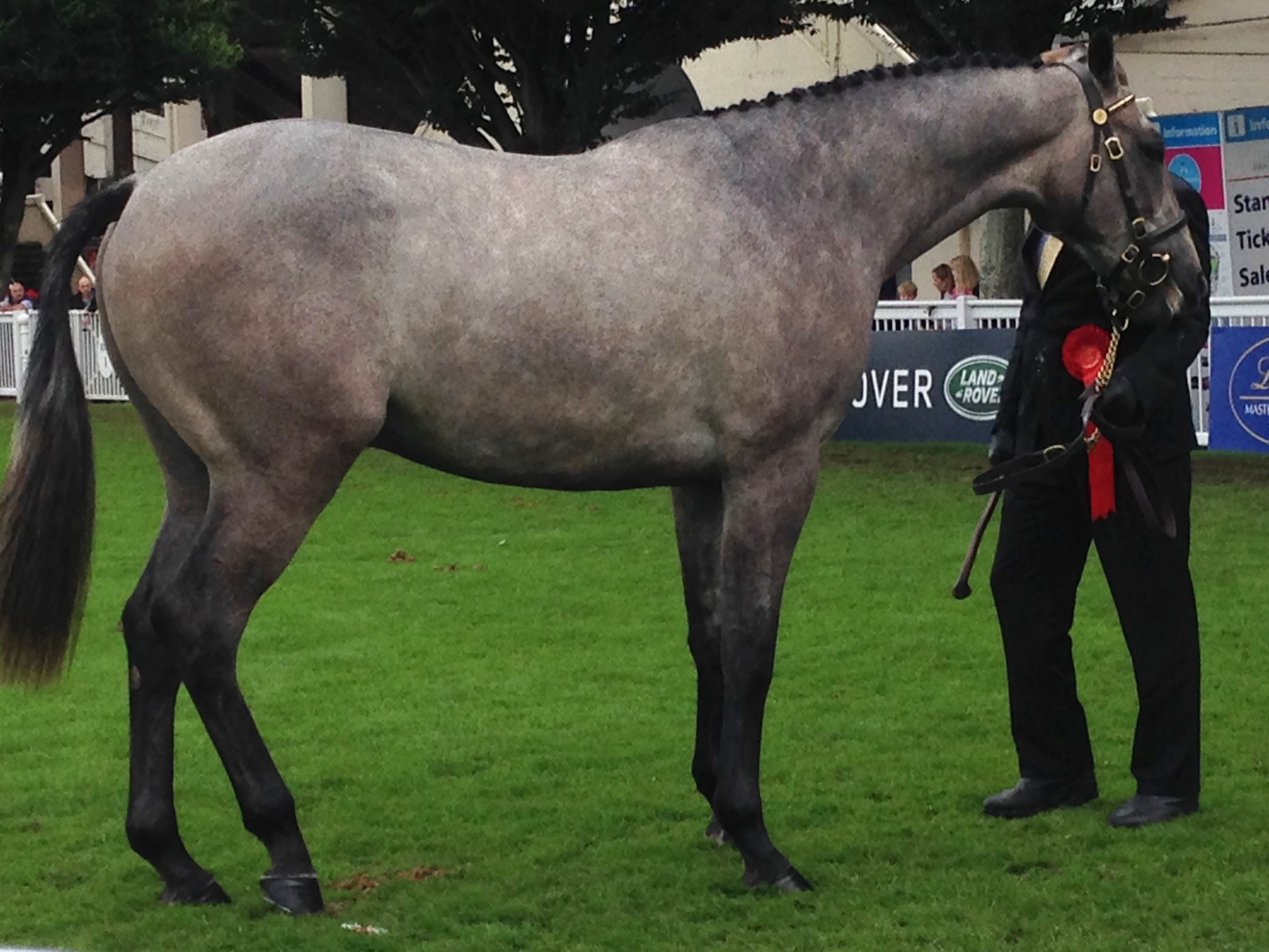 Palfrey Pony Club: Horses in the Middle Ages – Sarah Holz
